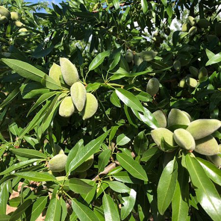 Almendro Guara - Agroforestales ESLA